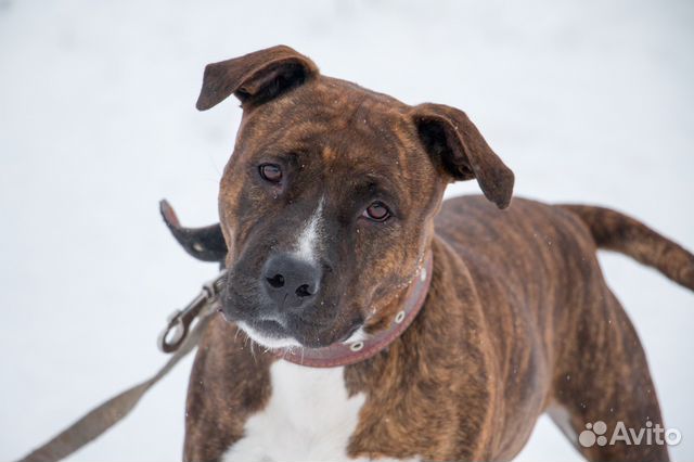 Добрейшая Айна в дар