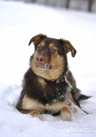 Метис лабрик