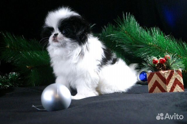 Японский Хин малыши