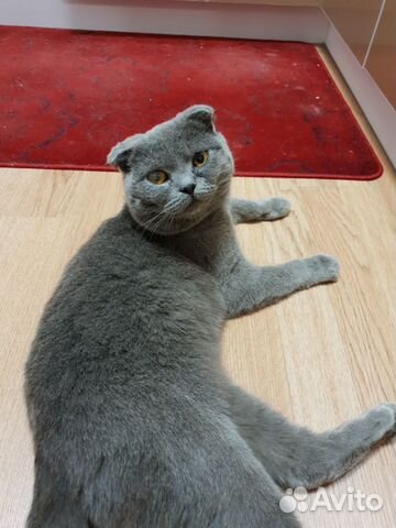 Найдена кошечка