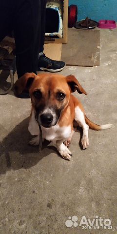 Очень ласковый и игривый мальчик