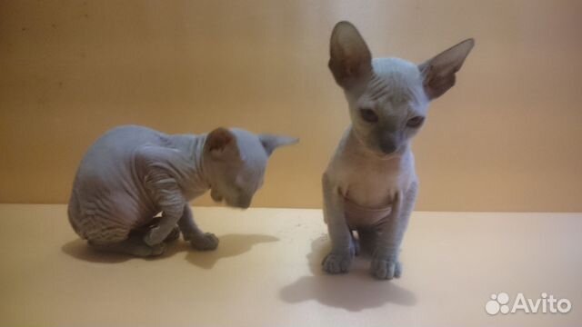 Сфинкс sphynx Без дворовой метизации