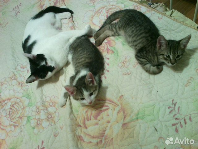 Отдам котят. Два мальчика. Возраст 2 месяца