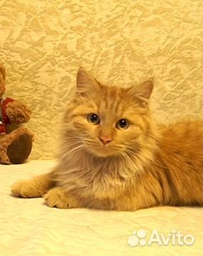 Огненно-рыжий котик
