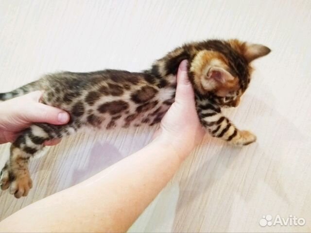 Бенгальские очаровашки