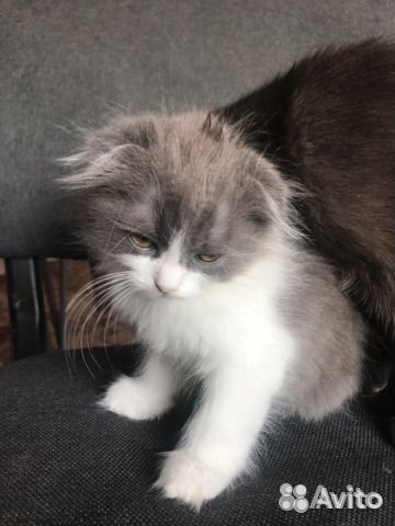 Котенок-супер