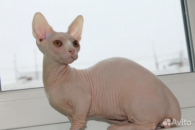 Мальчишка породы Бамбино