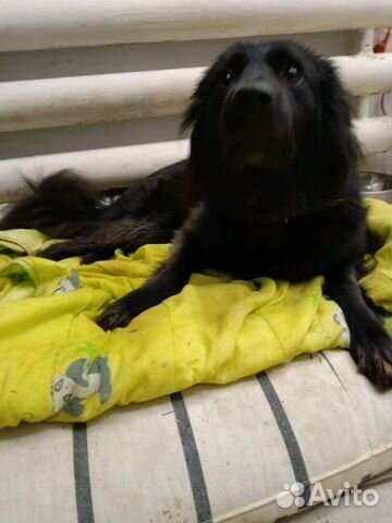 Кокер спаниэль