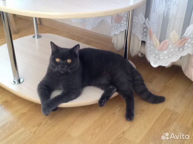 Британский кот в хорошие руки 4 года