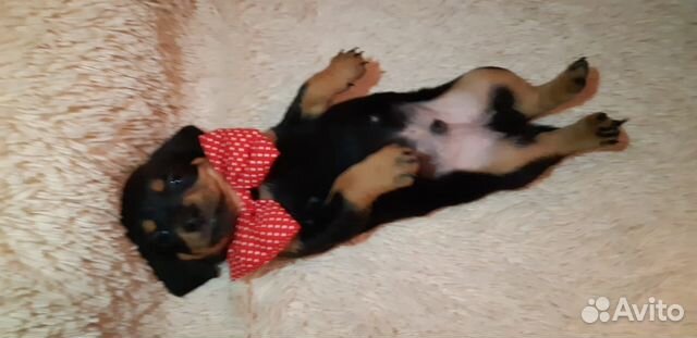 Щенки таксы и чихуахуа