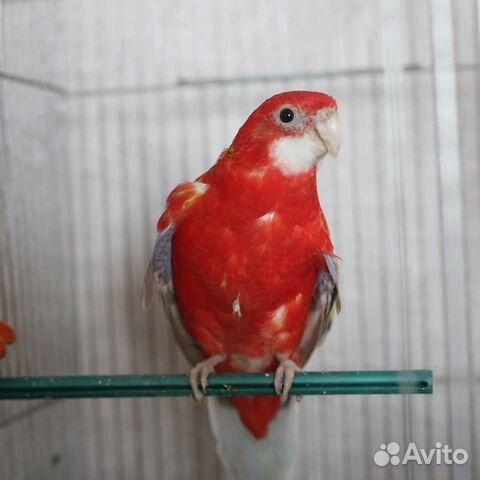 Попугай Розелла с клеткой