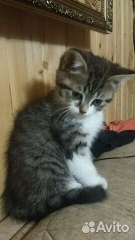 Котенок Британец мраморный