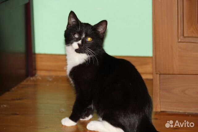 Малышка Милашка ищет дом