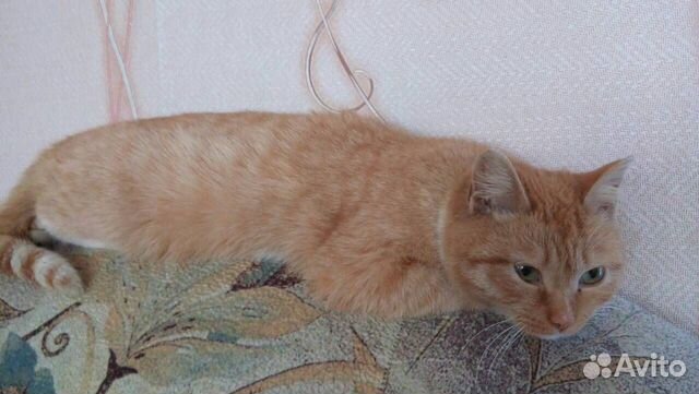 Отдам в добрые руки рыженькую кошечку