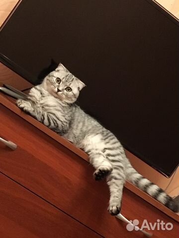 Шотландская кошечка ждёт своего принца