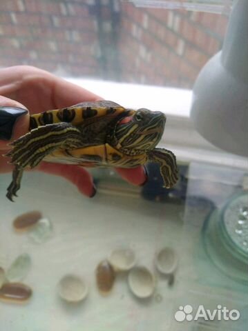 Красноухая Черепаха