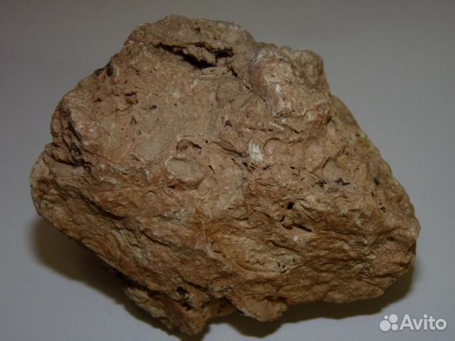 Ракушечник