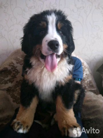 Бернский зенненхунд