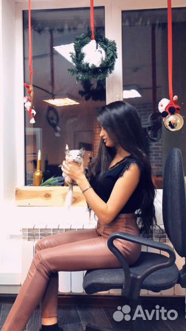 Отдам шиншилу в добрые руки