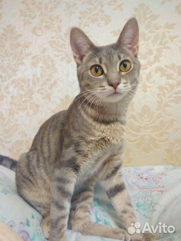 Дымчатый, серый котик