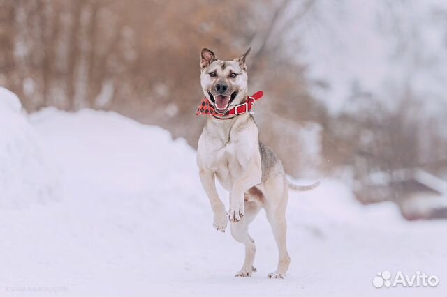 Отличный щенок Купер в добрые руки