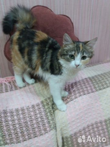 Кошечка в добрые руки