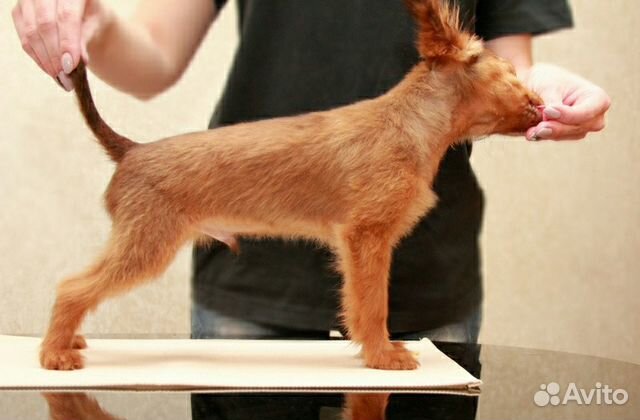 Щенки Русского тоя РКФ