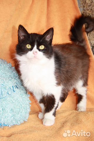 Шикарная Малышка Жасмин с поисках дома