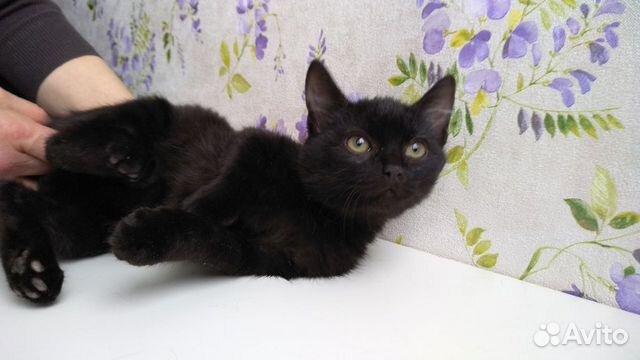 Черный красавец мальчик 2,5 мес в дар