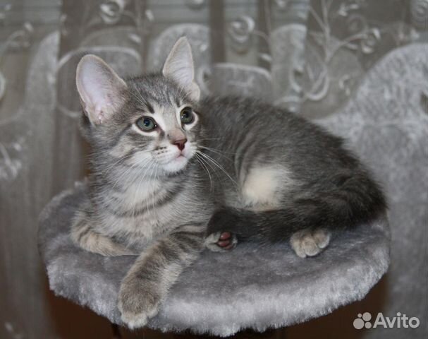 Василёк ищет дом