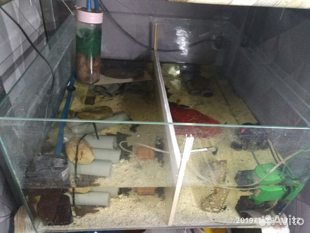 Рак Австралийский