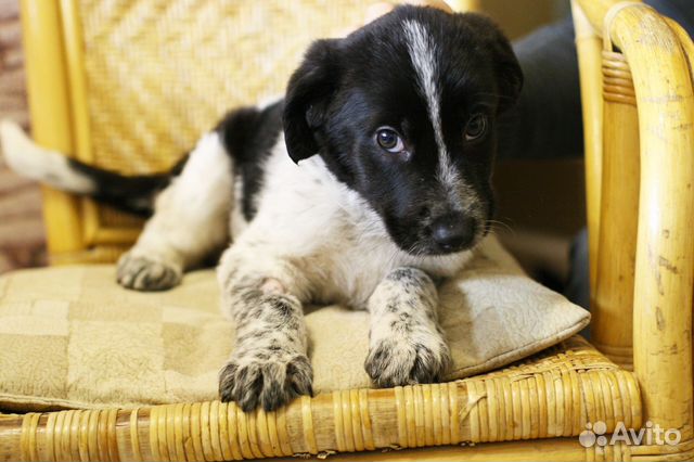 Собака в добрые руки