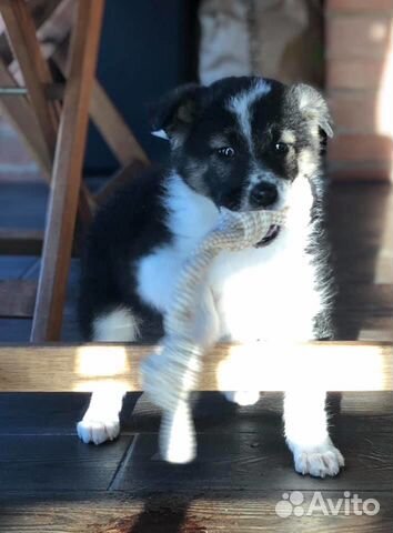 Щеночек-бусинка ищет дом