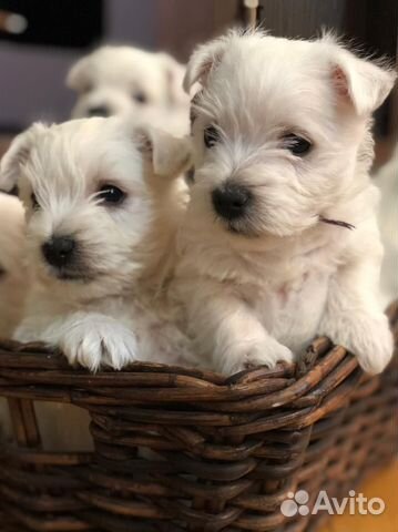 Продаются Вестики