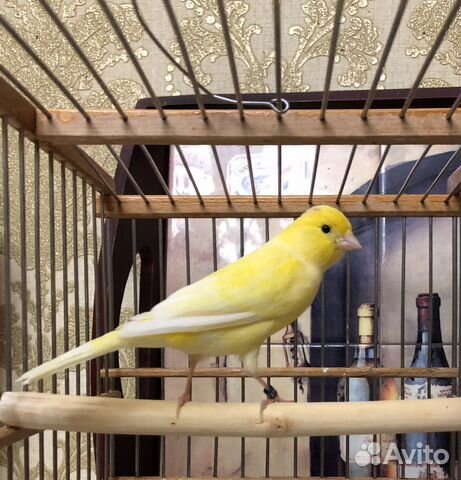 Певчий Кенар