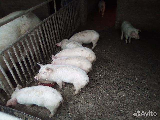 Продаются поросята