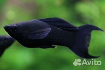 Молинезия чёрная, меченосец