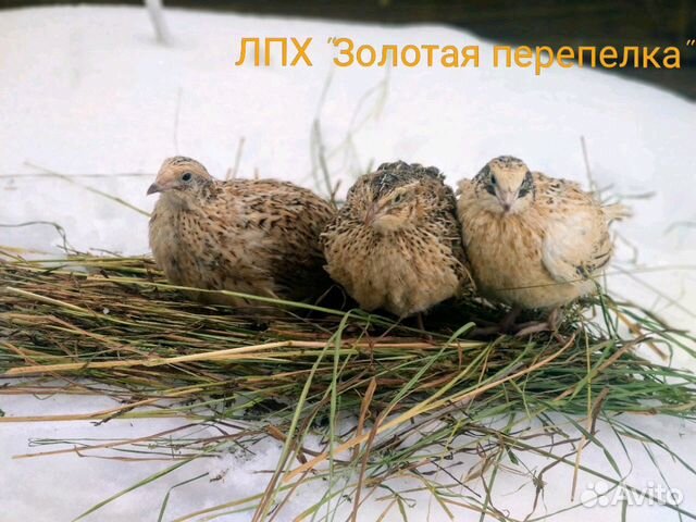 Феникс золотистый перепел