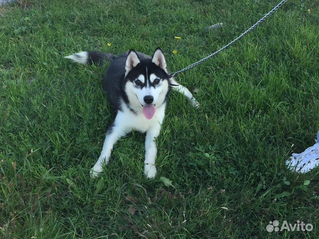 Сибирский хаски