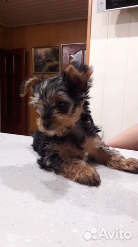 Йоркширский терьер