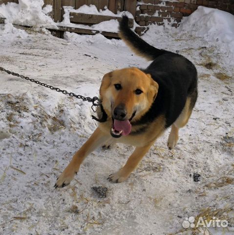 Крупная собака на охрану