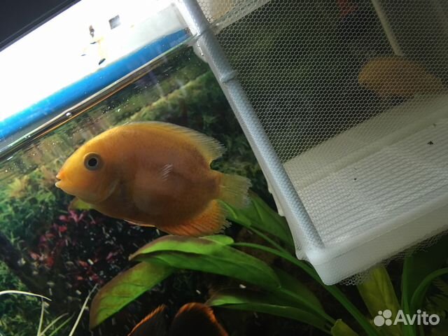 Рыба аквариумная
