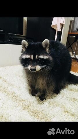 Енот вязка