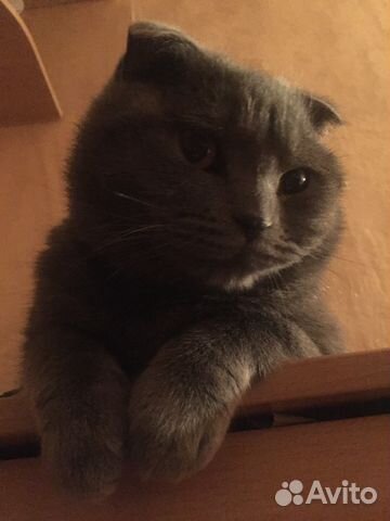 Шотландская