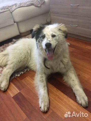 Стефани ищет дом