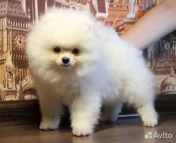 Пом. и немец. шпицы, щенки, мини и стандарт