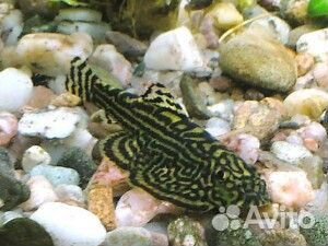 Севелия линеолата