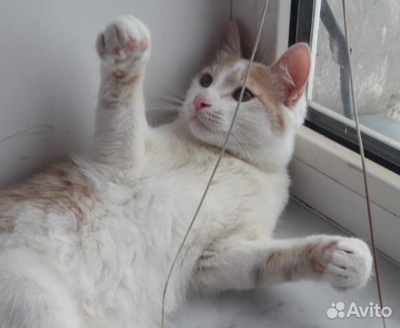 Рыжий красотун