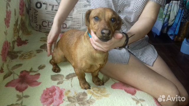 Отдам таксу