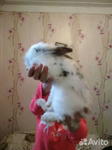 Декоративный кролик в дар